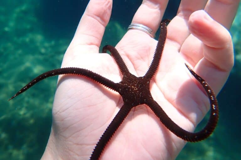 Serpent Starfish: Species Profile, Facts & Pictures