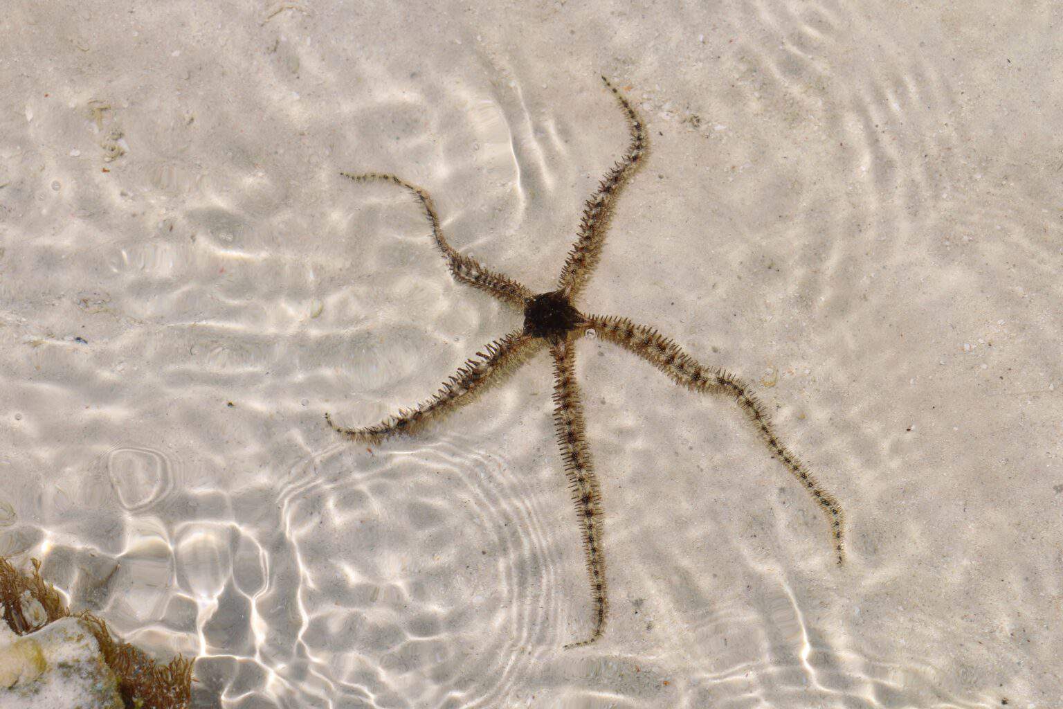 Serpent Starfish: Species Profile, Facts & Pictures