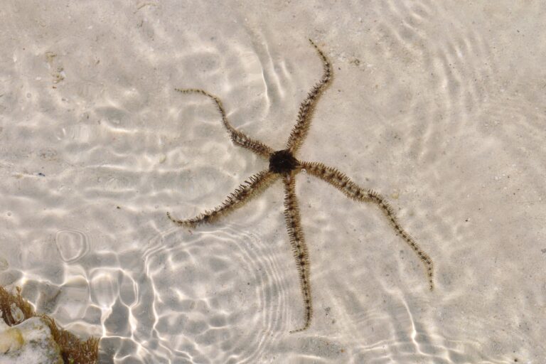 Serpent Starfish: Species Profile, Facts & Pictures