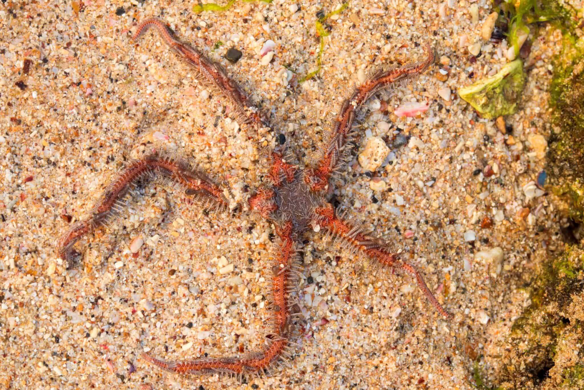 Serpent Starfish: Species Profile, Facts & Pictures