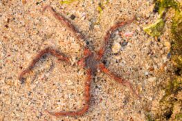 Serpent Starfish: Species Profile, Facts & Pictures