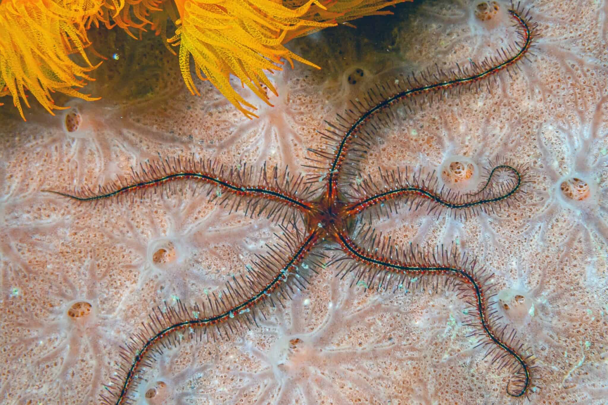 Serpent Starfish: Species Profile, Facts & Pictures