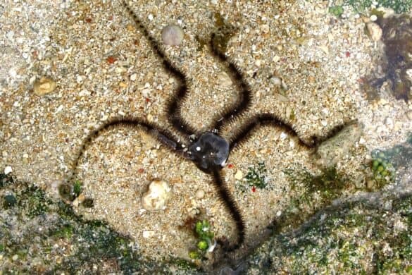 Serpent Starfish: Species Profile, Facts & Pictures