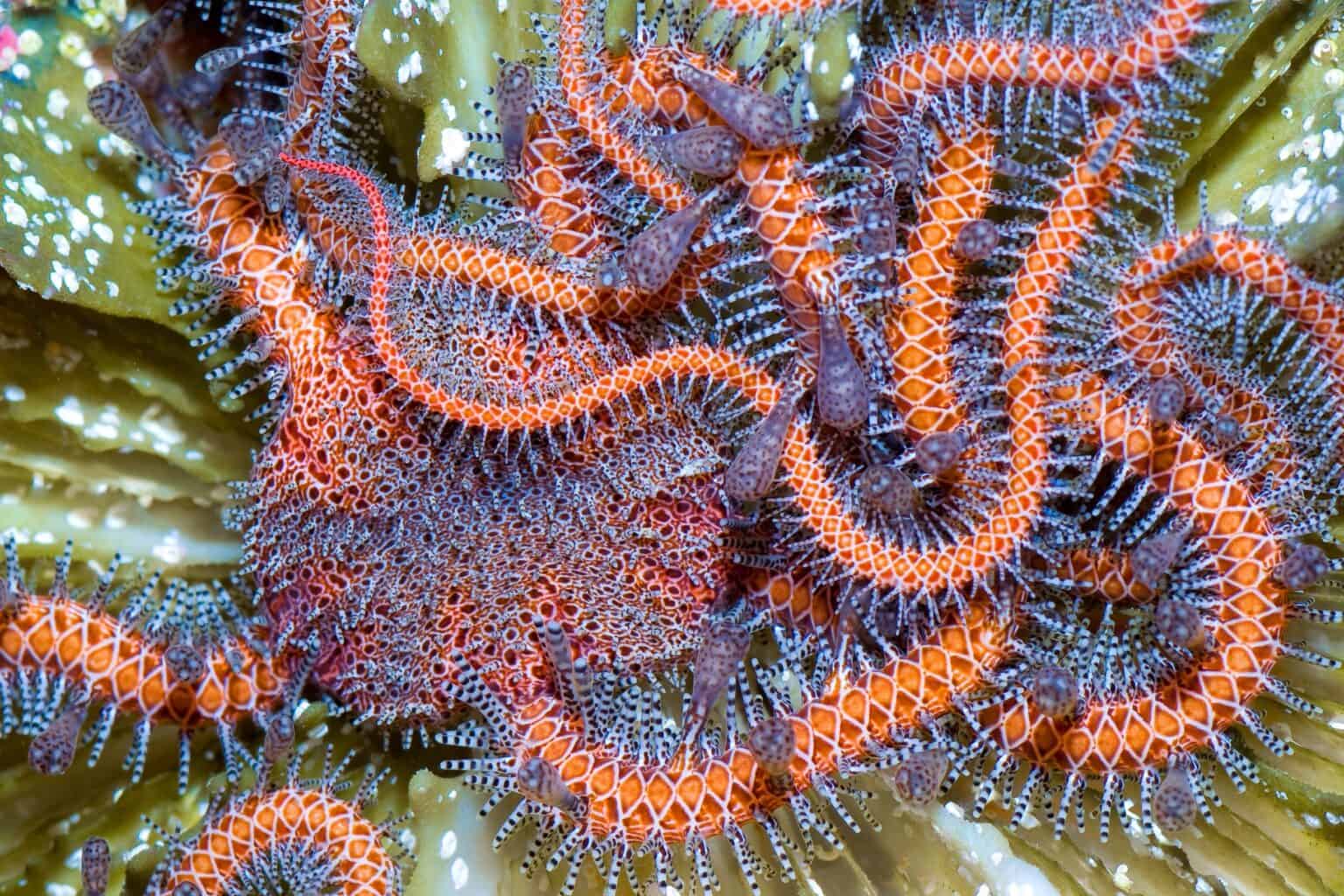 Serpent Starfish: Species Profile, Facts & Pictures