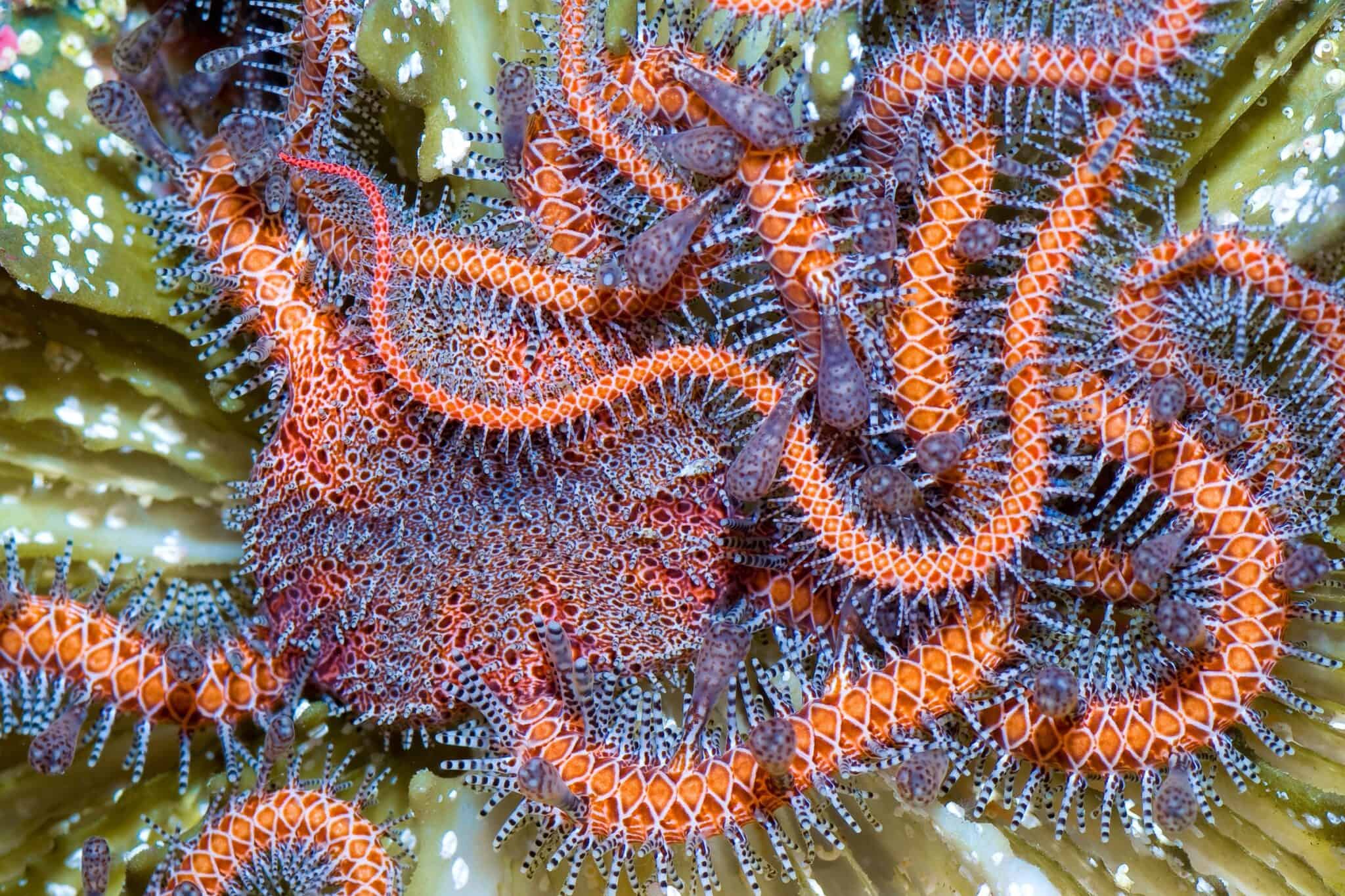 Serpent Starfish: Species Profile, Facts & Pictures