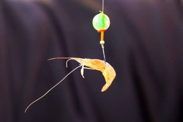 9 Best Baits for Rainbow Trout (& How to Fish Them)