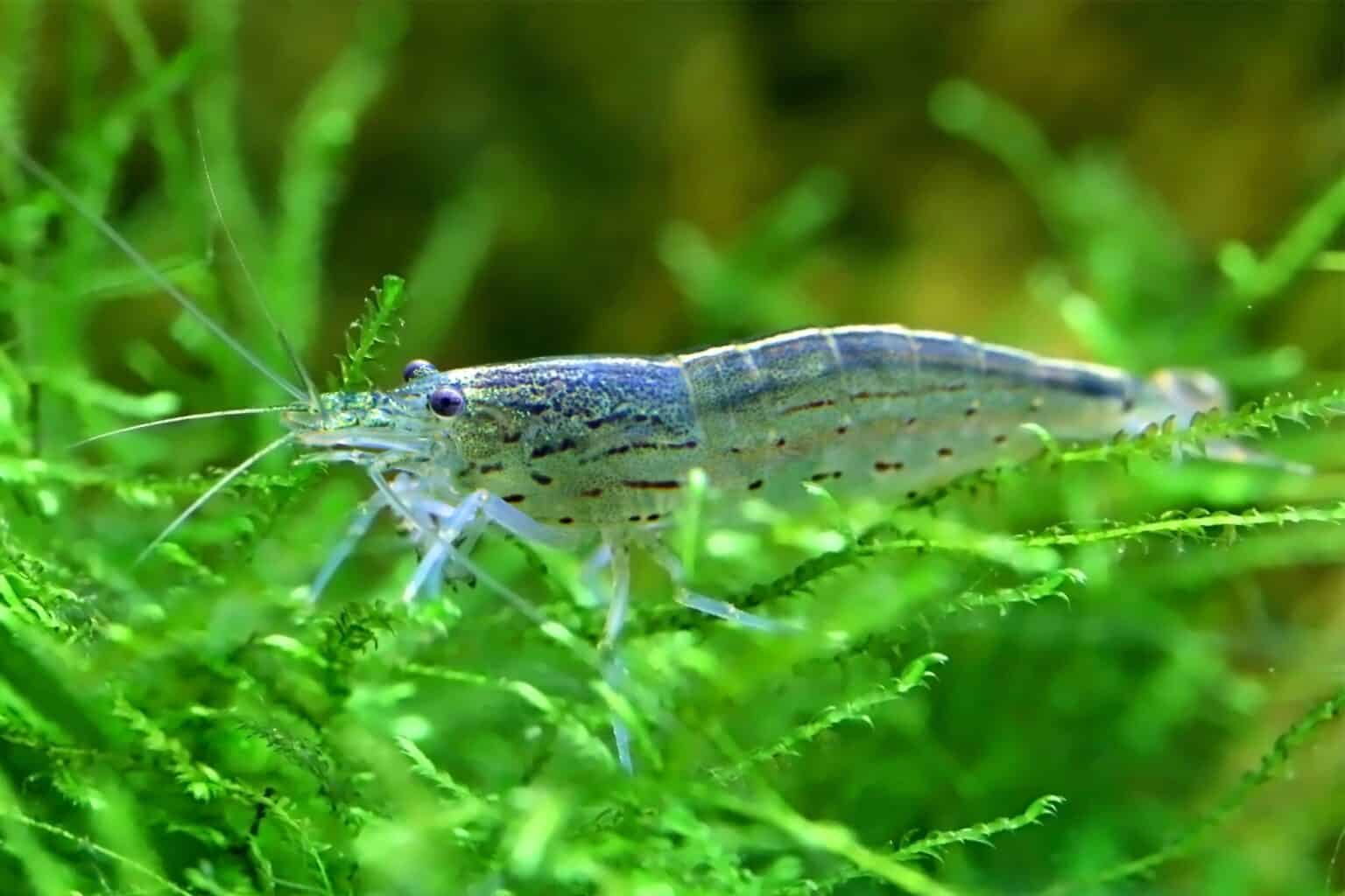 Is Shrimp a Fish? Know the Difference! - Aquarium Whisperer