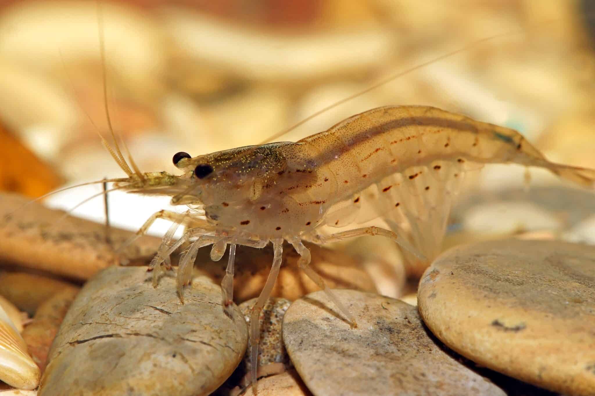 Is Shrimp a Fish? Know the Difference! - Aquarium Whisperer