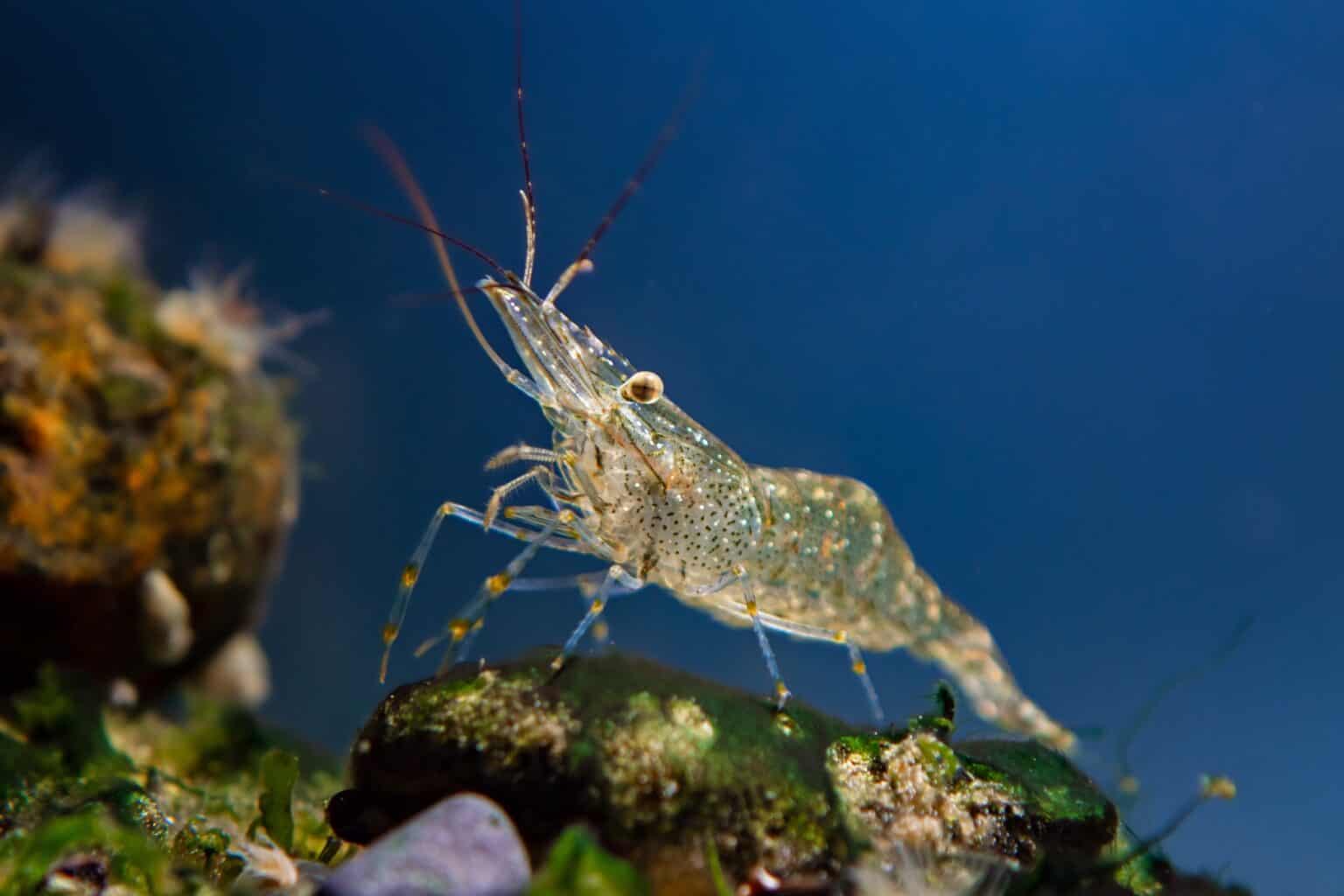 Is Shrimp a Fish? Know the Difference! - Aquarium Whisperer