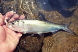 8 Different Types of Shad