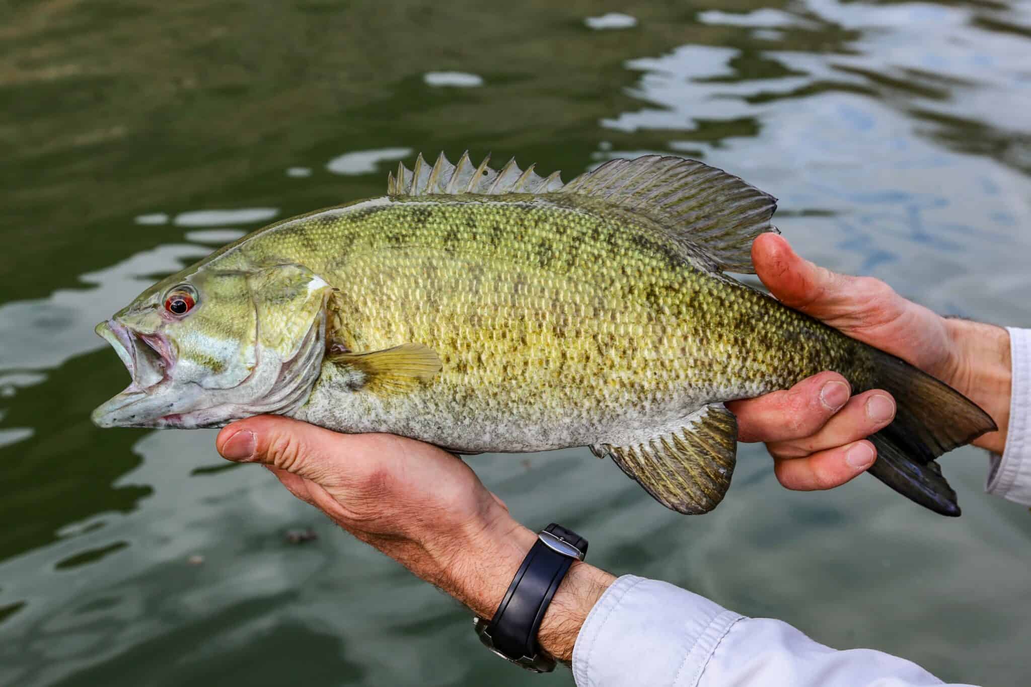 11 Types of Bass in North America: Your Ultimate Guide
