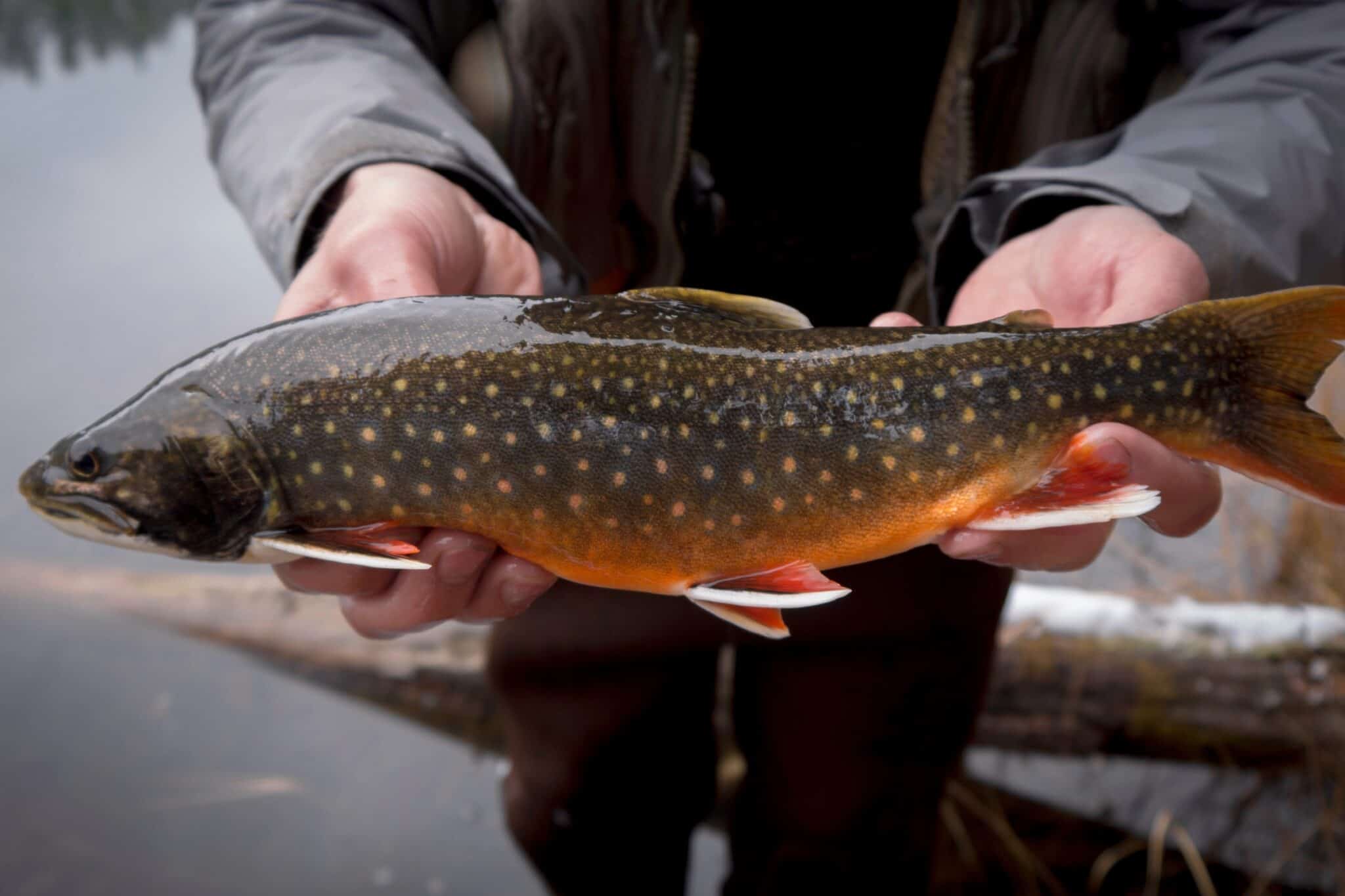 16 Types of Trout Species
