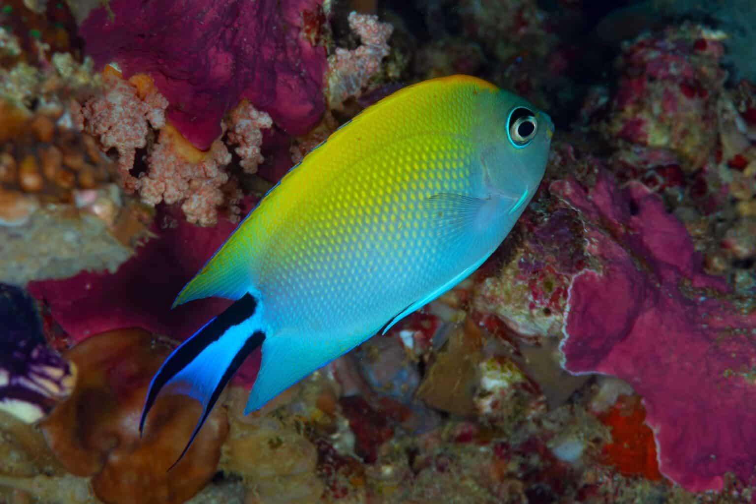 27 Most Popular Types of Saltwater Angelfish