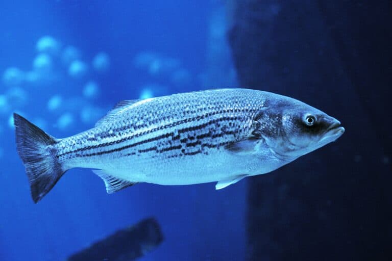11 Types of Bass in North America: Your Ultimate Guide