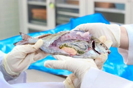 Do Fish Have Hearts? Everything You Need to Know!