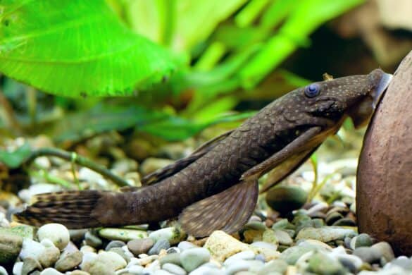 Sucker Fish: Species Info, Pictures & Care Guide