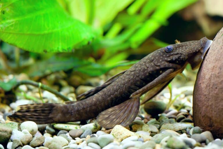 Sucker Fish: Species Info, Pictures & Care Guide