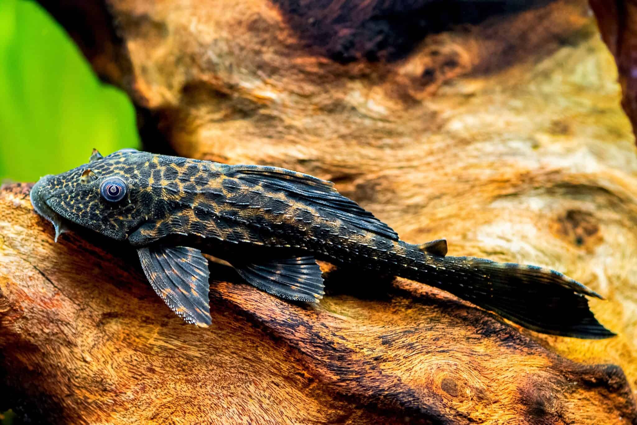 Sucker Fish: Species Info, Pictures & Care Guide