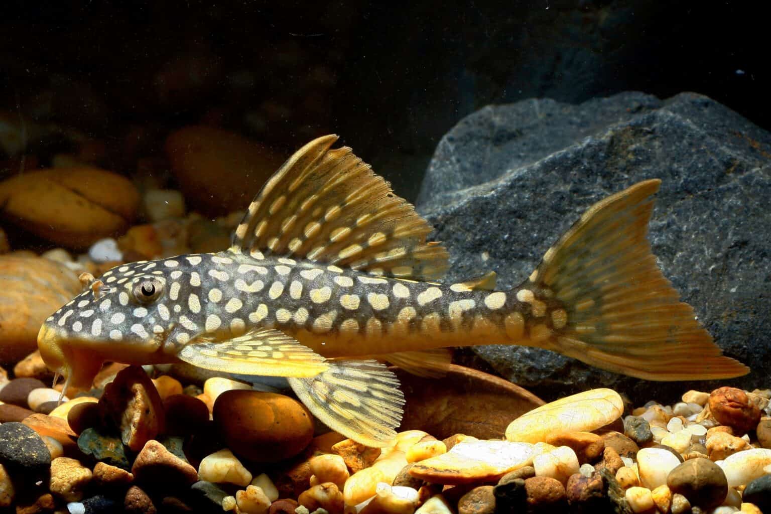 Sucker Fish: Species Info, Pictures & Care Guide