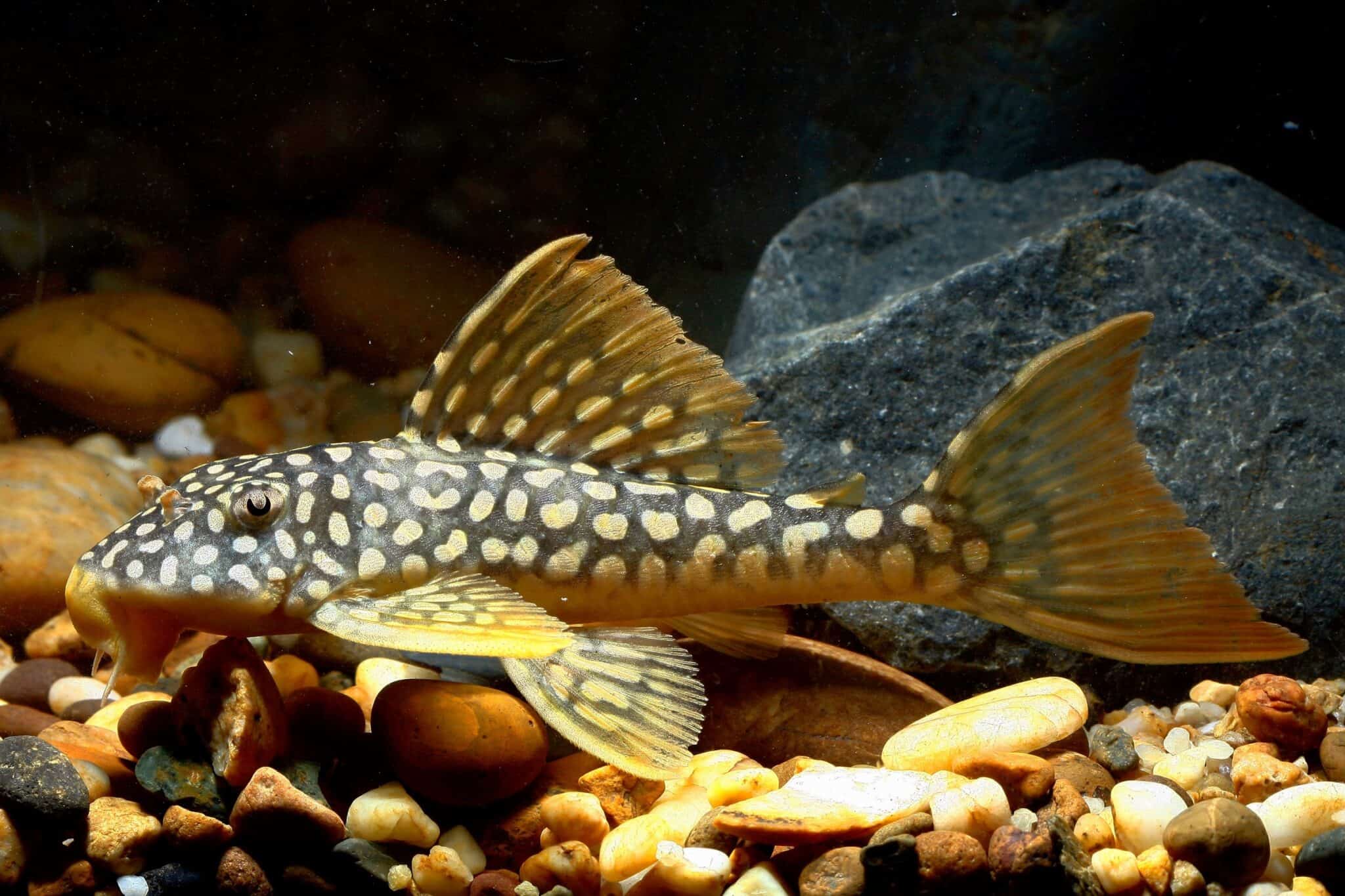 Sucker Fish: Species Info, Pictures & Care Guide