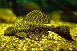 Sucker Fish: Species Info, Pictures & Care Guide