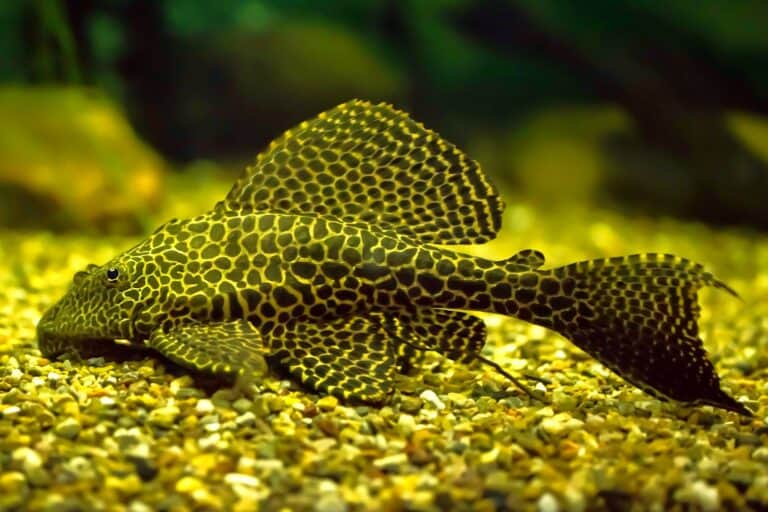 Sucker Fish: Species Info, Pictures & Care Guide