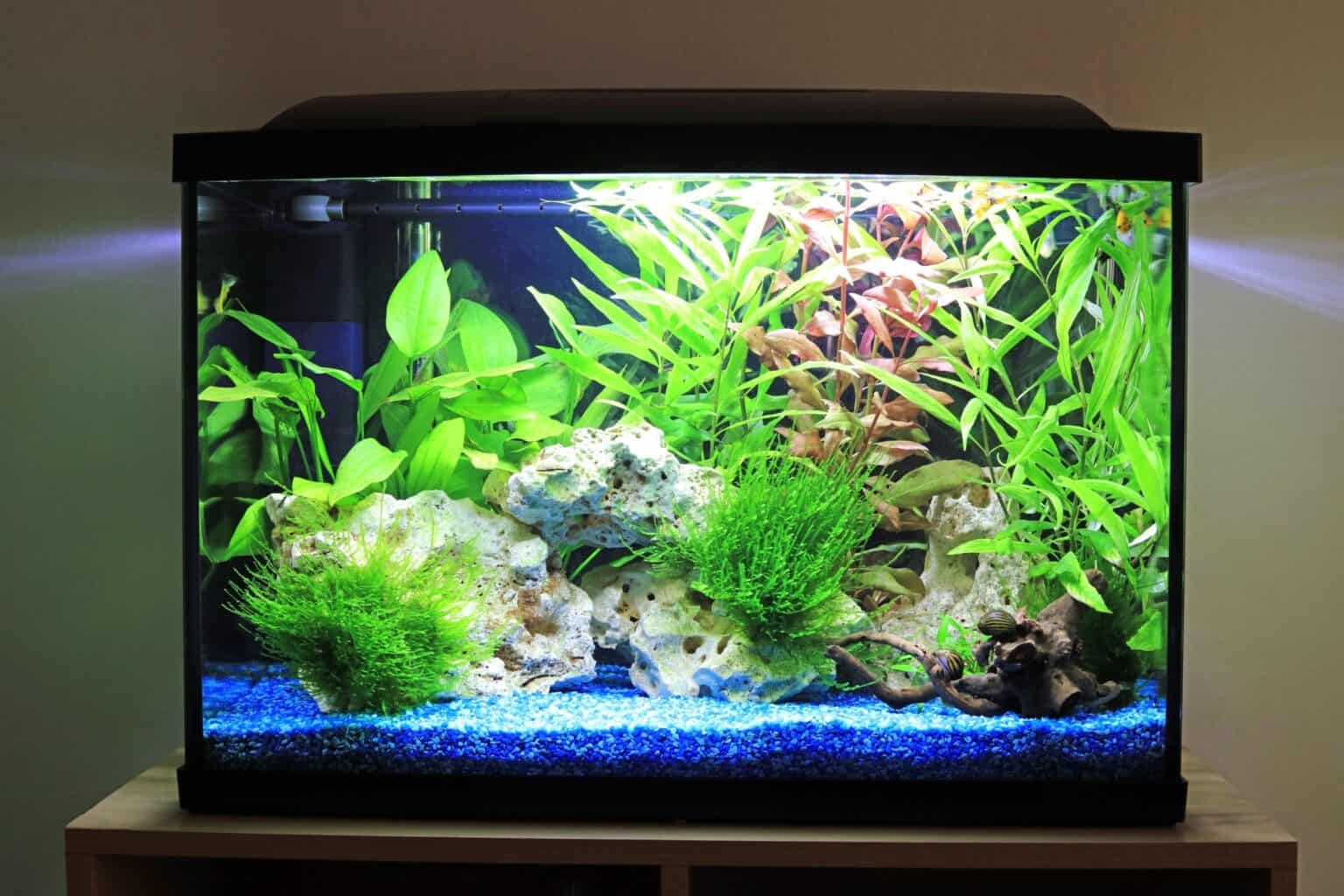 8 Effective Ways to Keep Your Axolotl Tank Cool