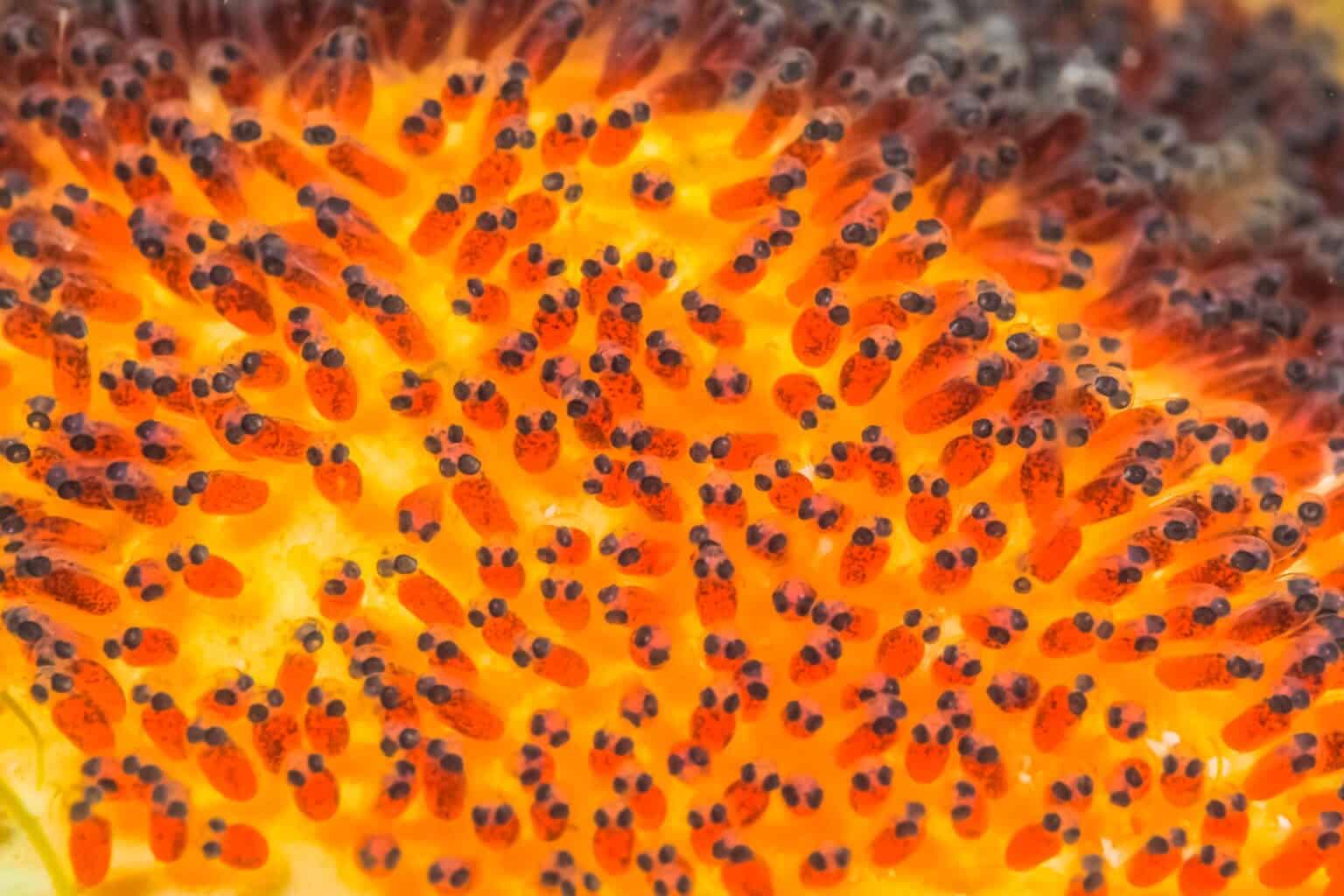 Clownfish Eggs: Complete Guide to Breeding Clownfish