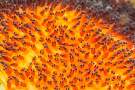 Clownfish Eggs: Complete Guide to Breeding Clownfish