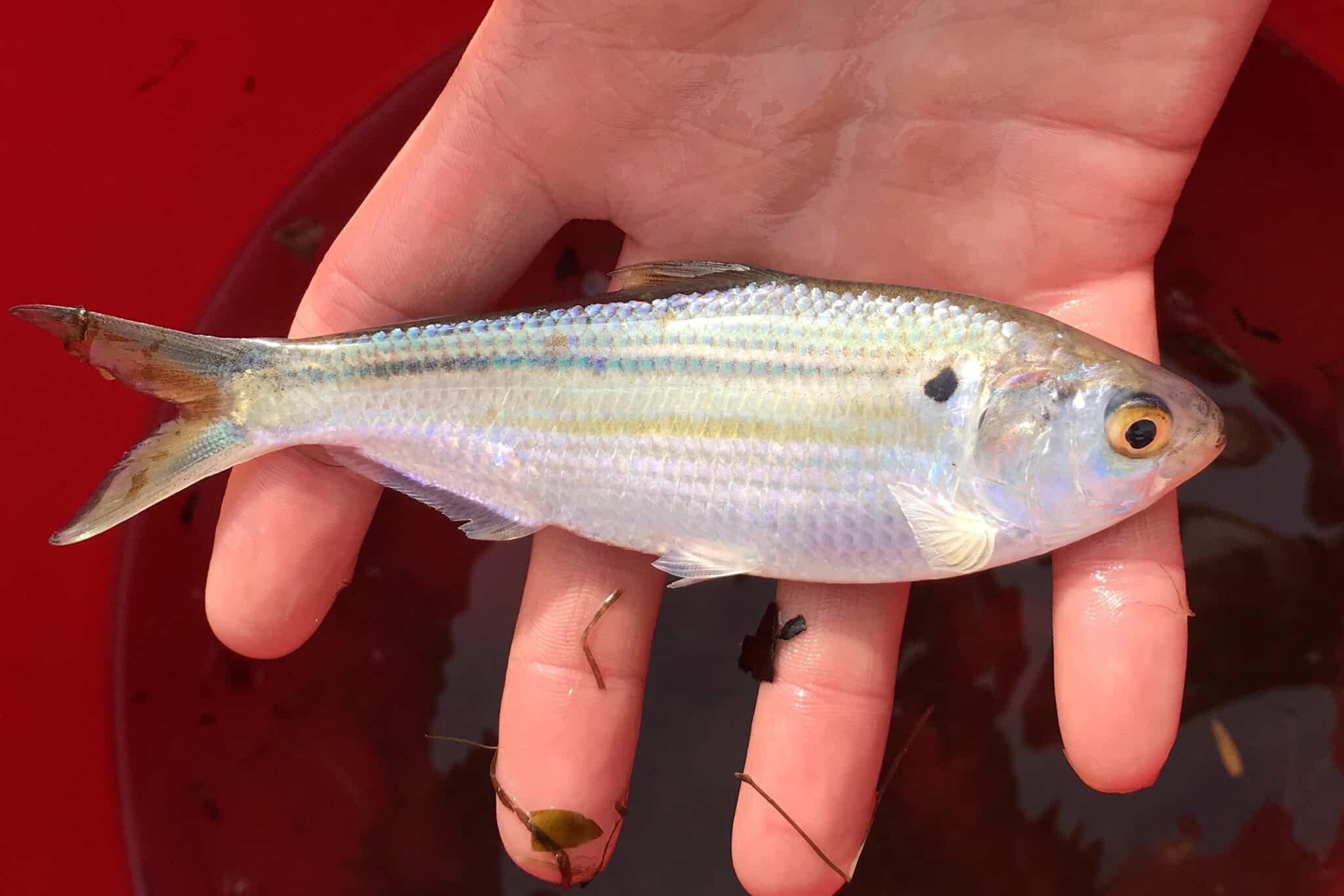 8 Different Types of Shad