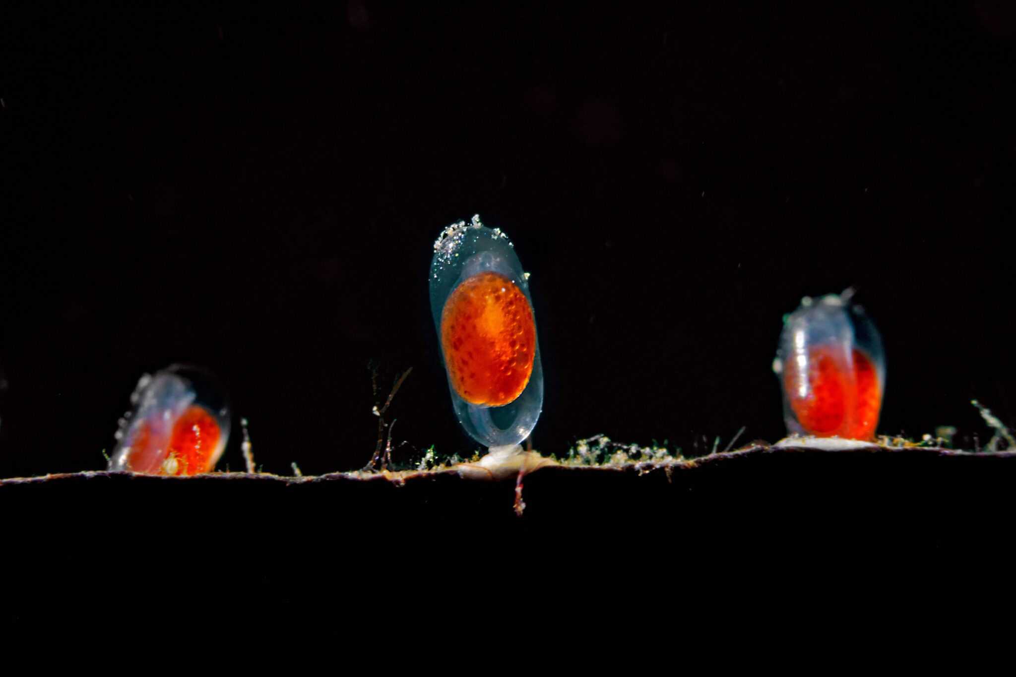 Clownfish Eggs: Complete Guide to Breeding Clownfish