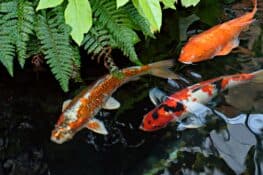 How Much Does a Koi Fish Cost? (2024 Price Guide)