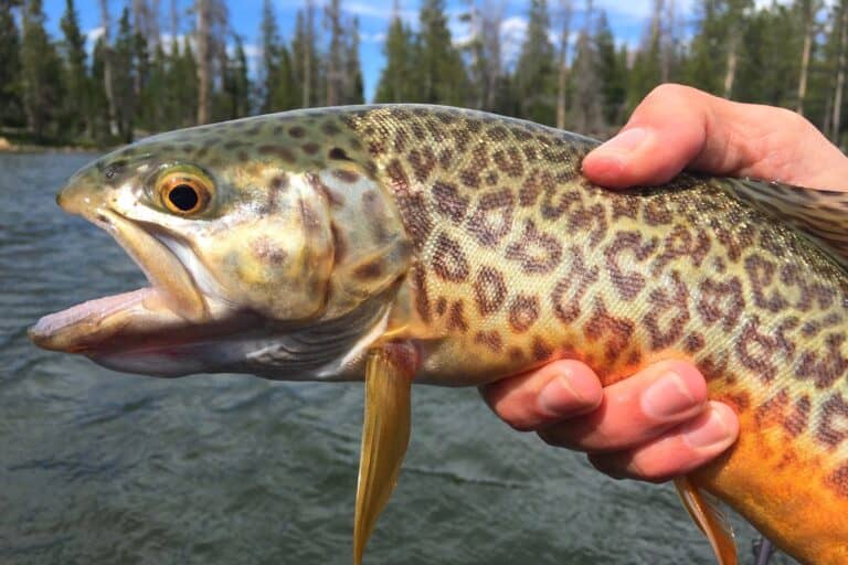 16 Types of Trout Species