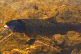 What Do Trout Eat? (A Complete Guide to Trout Diet)