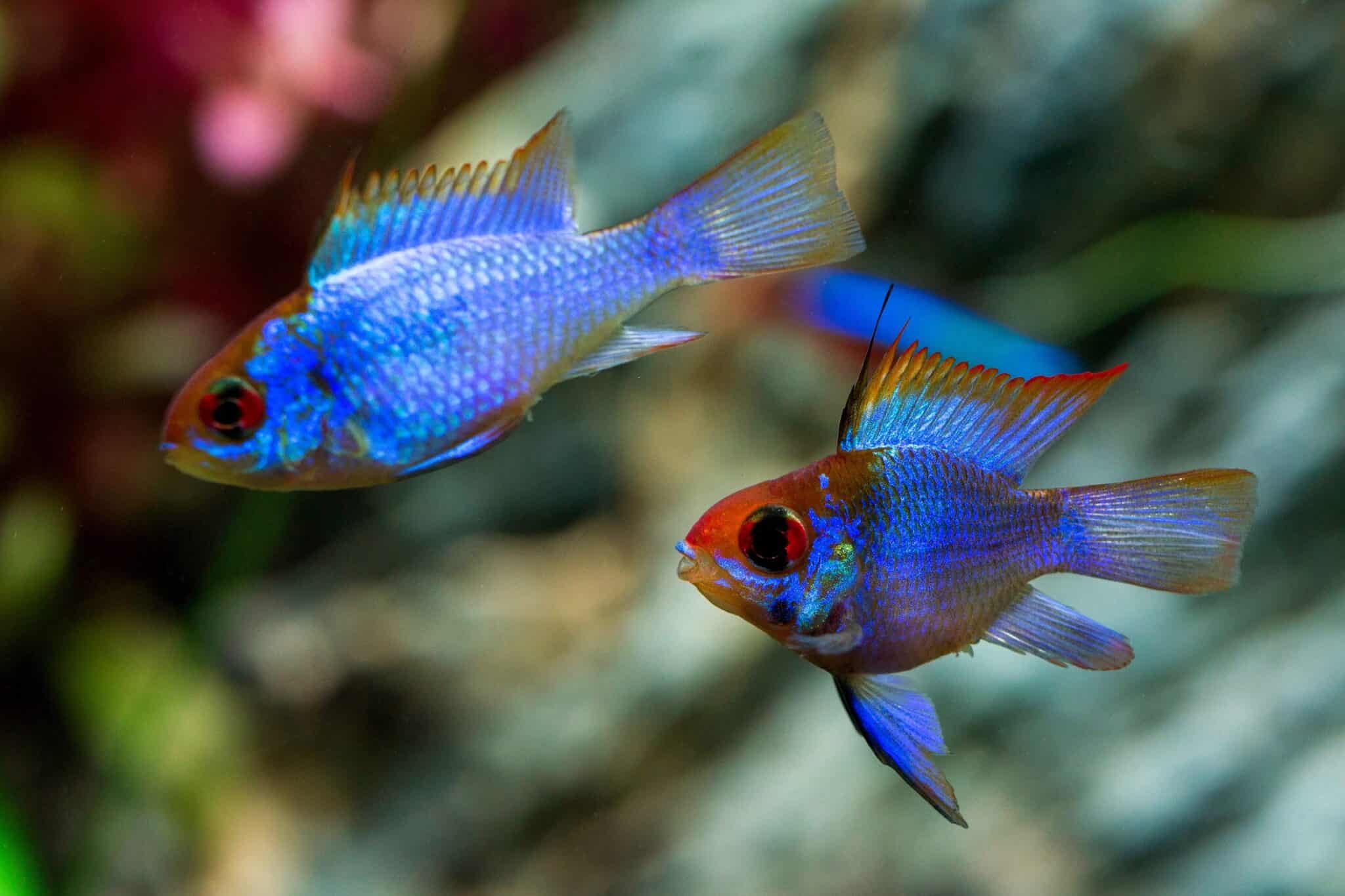 Electric Blue Ram: Species Profile, Facts & Pictures