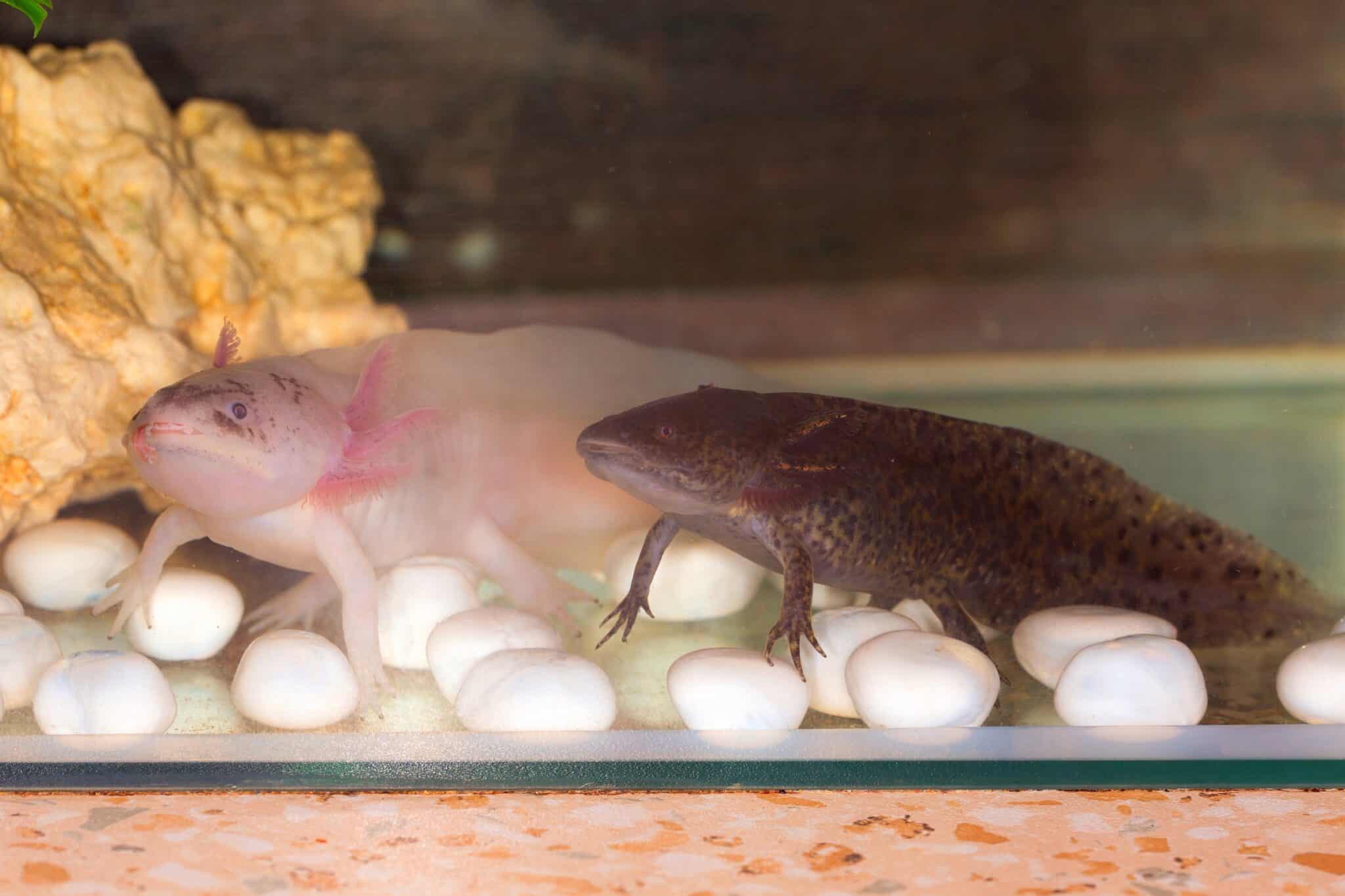 Axolotl Sexing: How to Determine an Axolotl’s Gender