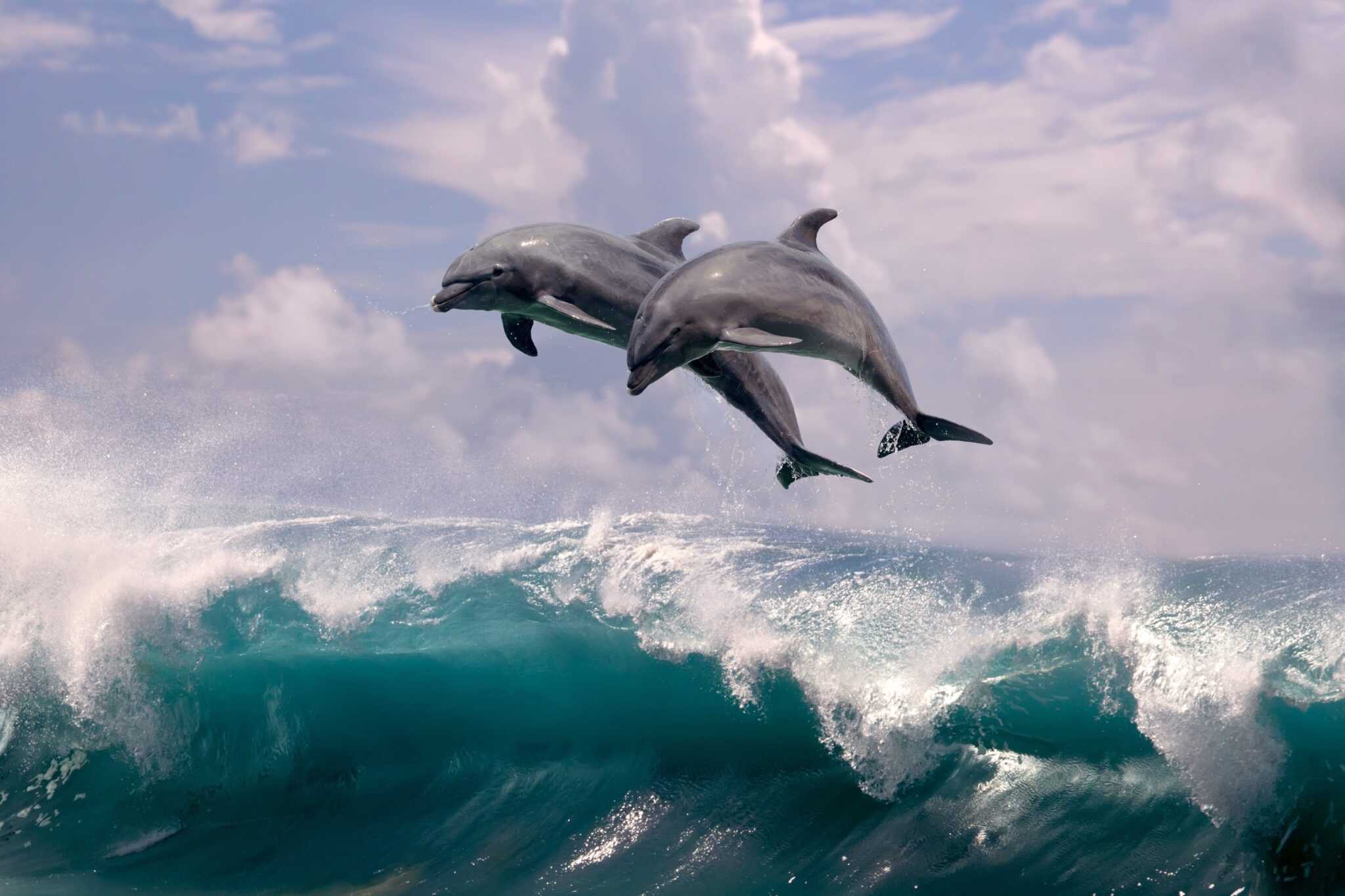 Are Dolphins Mammals? - Everything You Need to Know!