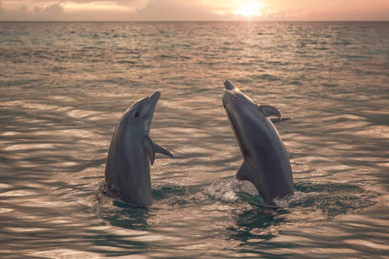 Are Dolphins Mammals? - Everything You Need to Know!