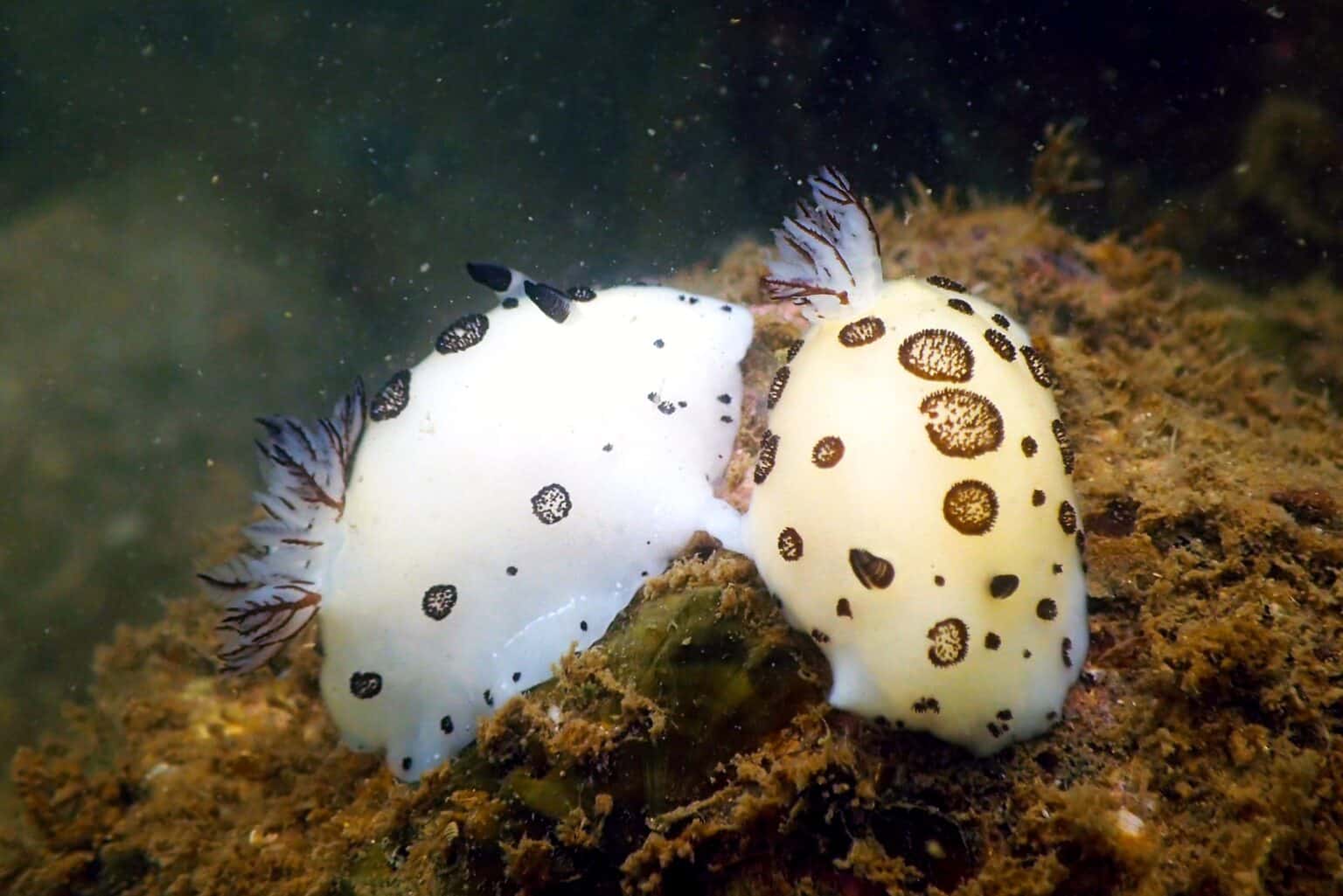 11 Interesting Facts About the Sea Bunny Slug