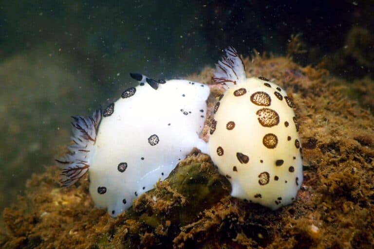 11 Interesting Facts About the Sea Bunny Slug