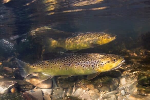 16 Types of Trout Species