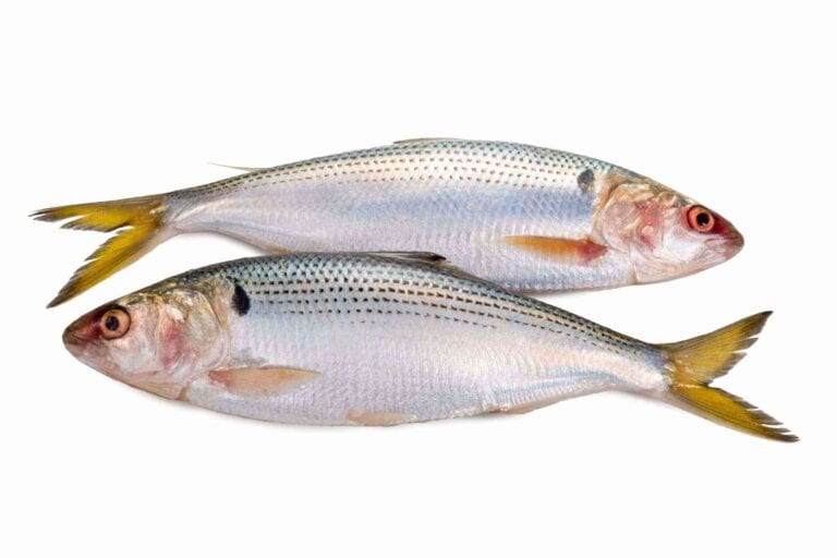 8 Different Types of Shad