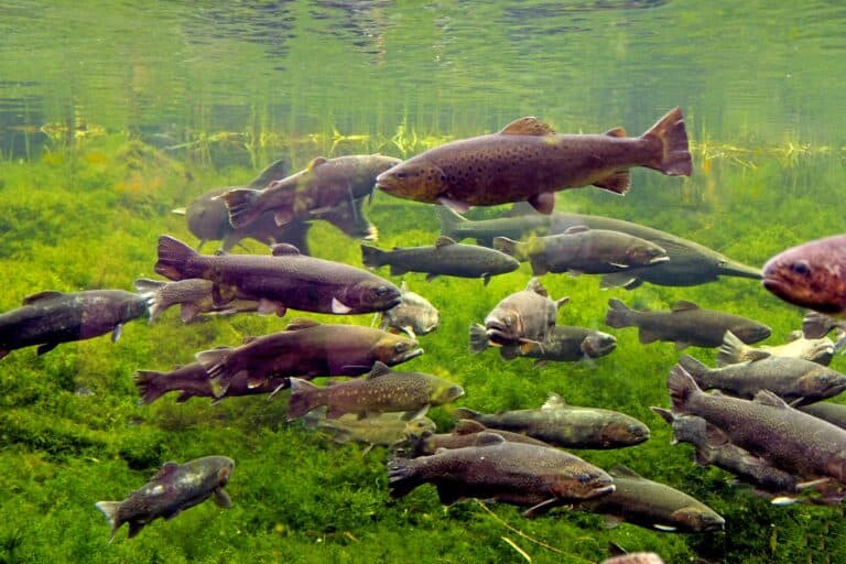 16 Types of Trout Species