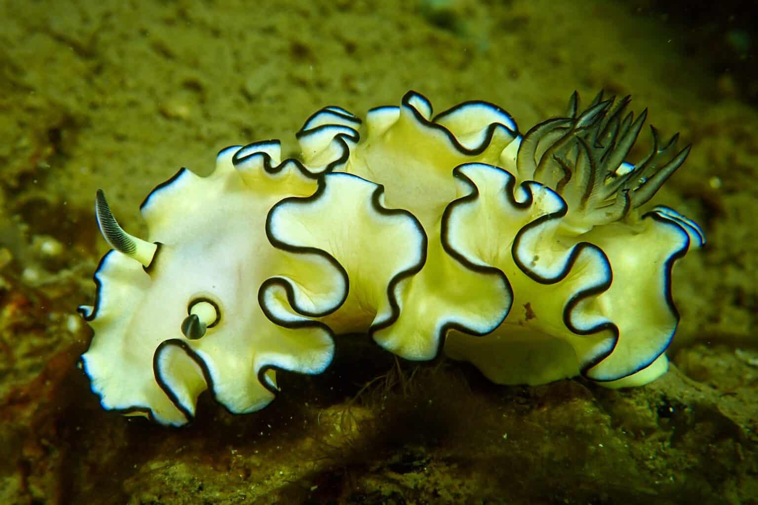 11 Interesting Facts About the Sea Bunny Slug