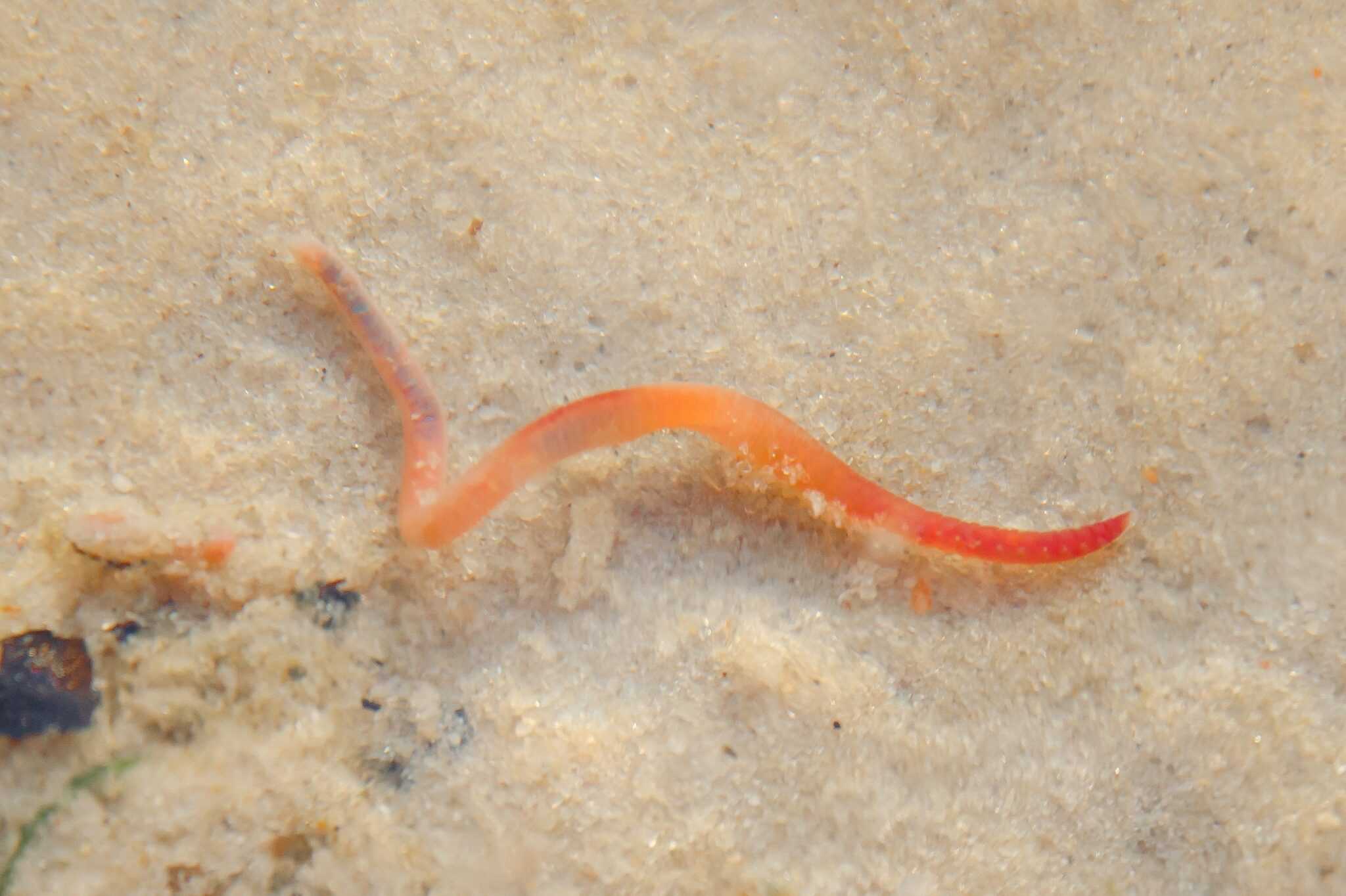 Worms in Fish Tank: How to Identify and Get Rid of Them