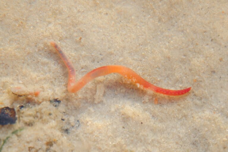 Worms in Fish Tank: How to Identify and Get Rid of Them