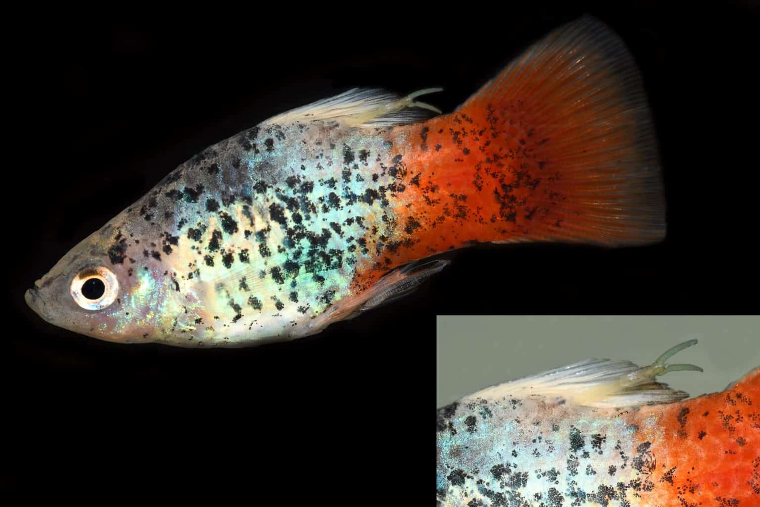 Worms in Fish Tank: How to Identify and Get Rid of Them