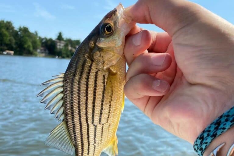 11 Types of Bass in North America: Your Ultimate Guide