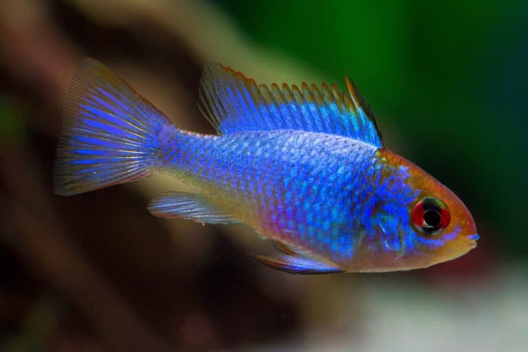 Electric Blue Ram: Species Profile, Facts & Pictures