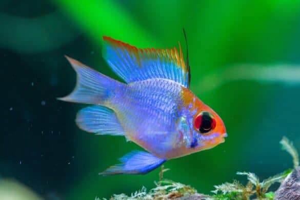 Electric Blue Ram: Species Profile, Facts & Pictures